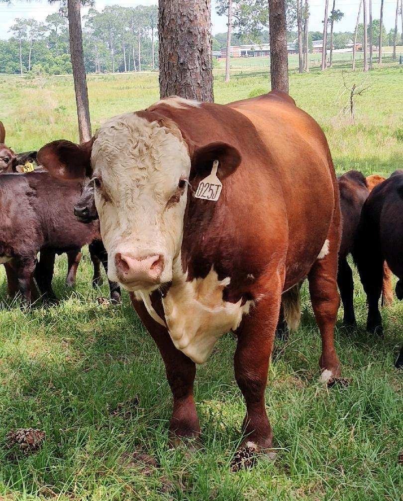 Former governor donates bull to ABAC herd – Lanier County News