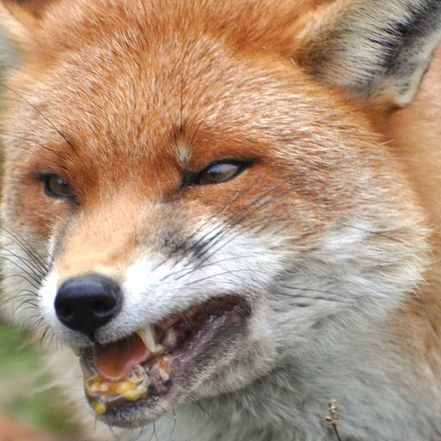 Rabid Fox Identified in Tift County – Lanier County News